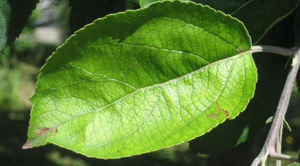 Wie funktionieren Pflanzen | Dr. Kerstin Kern